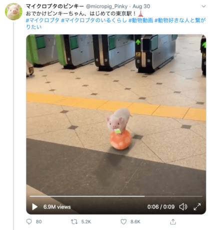 Video Of A Pig Balancing On A Ball In Japan Goes Viral; Turns Out It's CGI