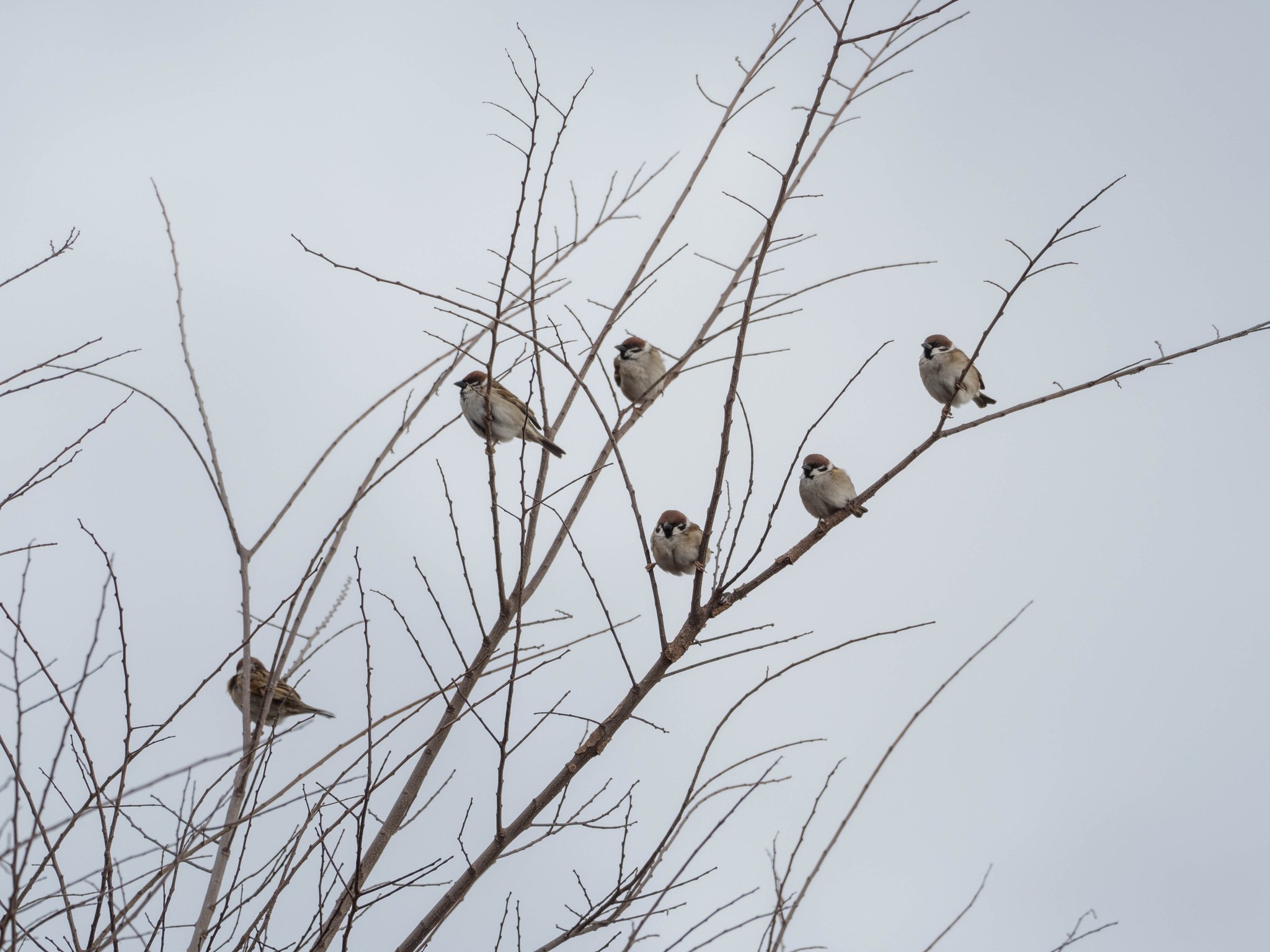 Japanese Sparrow's Split On Tree May Just Top Van Damme's "Epic Split"