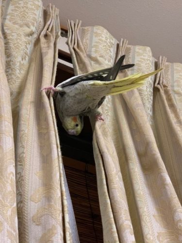 Japanese Sparrow's Split On Tree May Just Top Van Damme's "Epic Split"