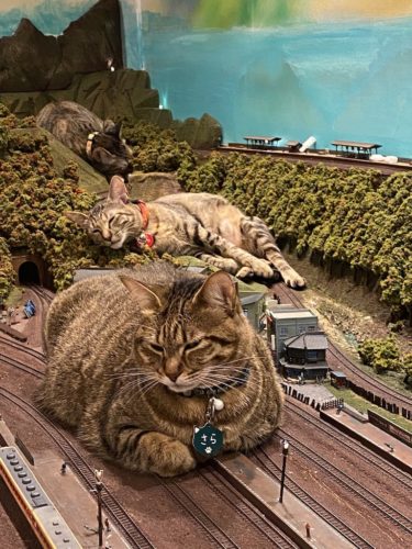 Diorama Restaurant Tetsudokan: Cats Roam Free In Train Diorama Cafe