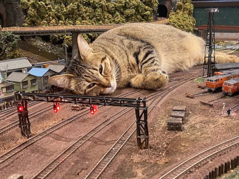 Diorama Restaurant Tetsudokan: Cats Roam Free In Train Diorama Cafe