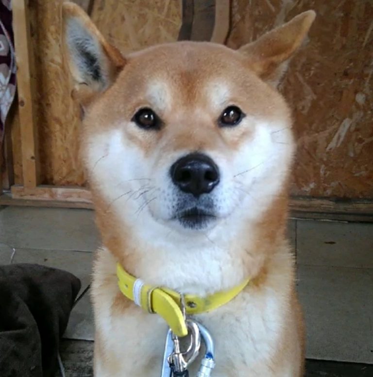 Remembering Ken, The Shiba Inu Boss Of Hokkaido's Sweet Potato Stand