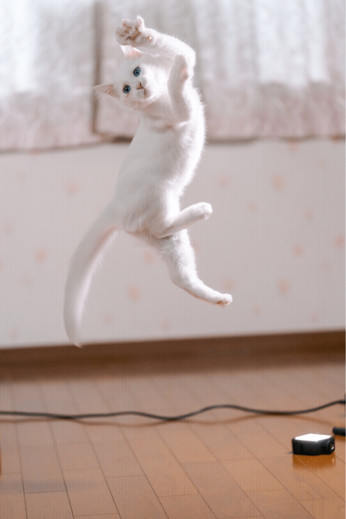 Japanese Cat Puts Action Movie Stars To Shame With Its Fluid Moves
