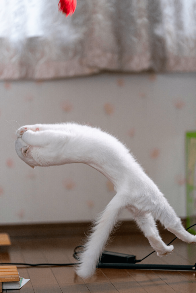 Japanese Cat Puts Action Movie Stars To Shame With Its Fluid Moves
