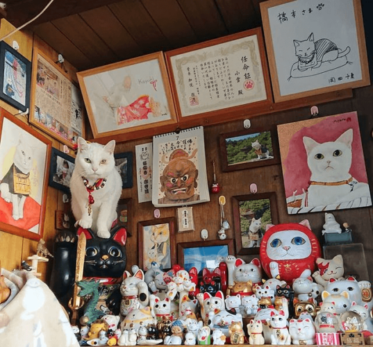 Japanese Cat Temple: Where Our Fluffy Overlords Are Worshipped
