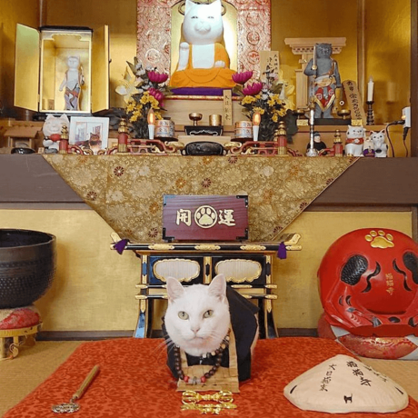 Japanese Cat Temple: Where Our Fluffy Overlords Are Worshipped