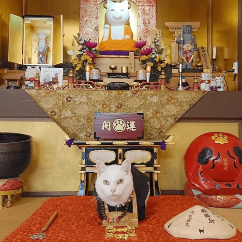 Japanese Cat Temple: Where Our Fluffy Overlords Are Worshipped
