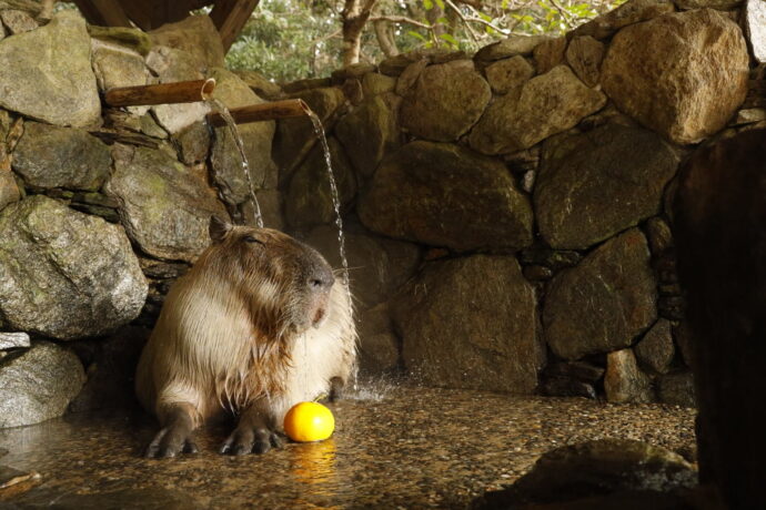 Japanese Capybara Wins Competition For Longest Onsen Soak