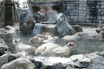 Japanese Capybara Wins Competition For Longest Onsen Soak