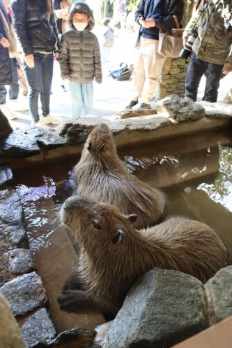 Japanese Capybara Wins Competition For Longest Onsen Soak