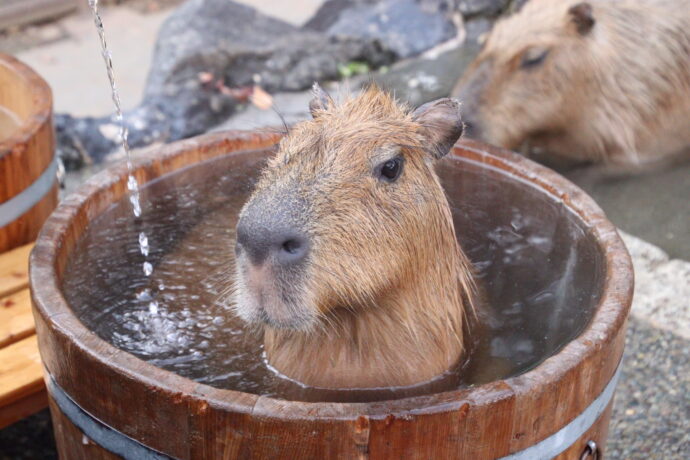 Japanese Capybara Wins Competition For Longest Onsen Soak