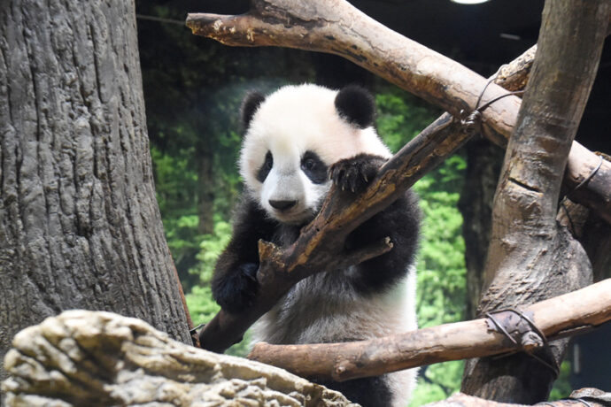 Japan Twin Baby Pandas Finally Revealed To Public, For 3 Days Only