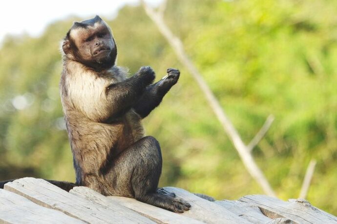 Monkey In Japan Plays The Crane Machine And Actually Wins Raisins