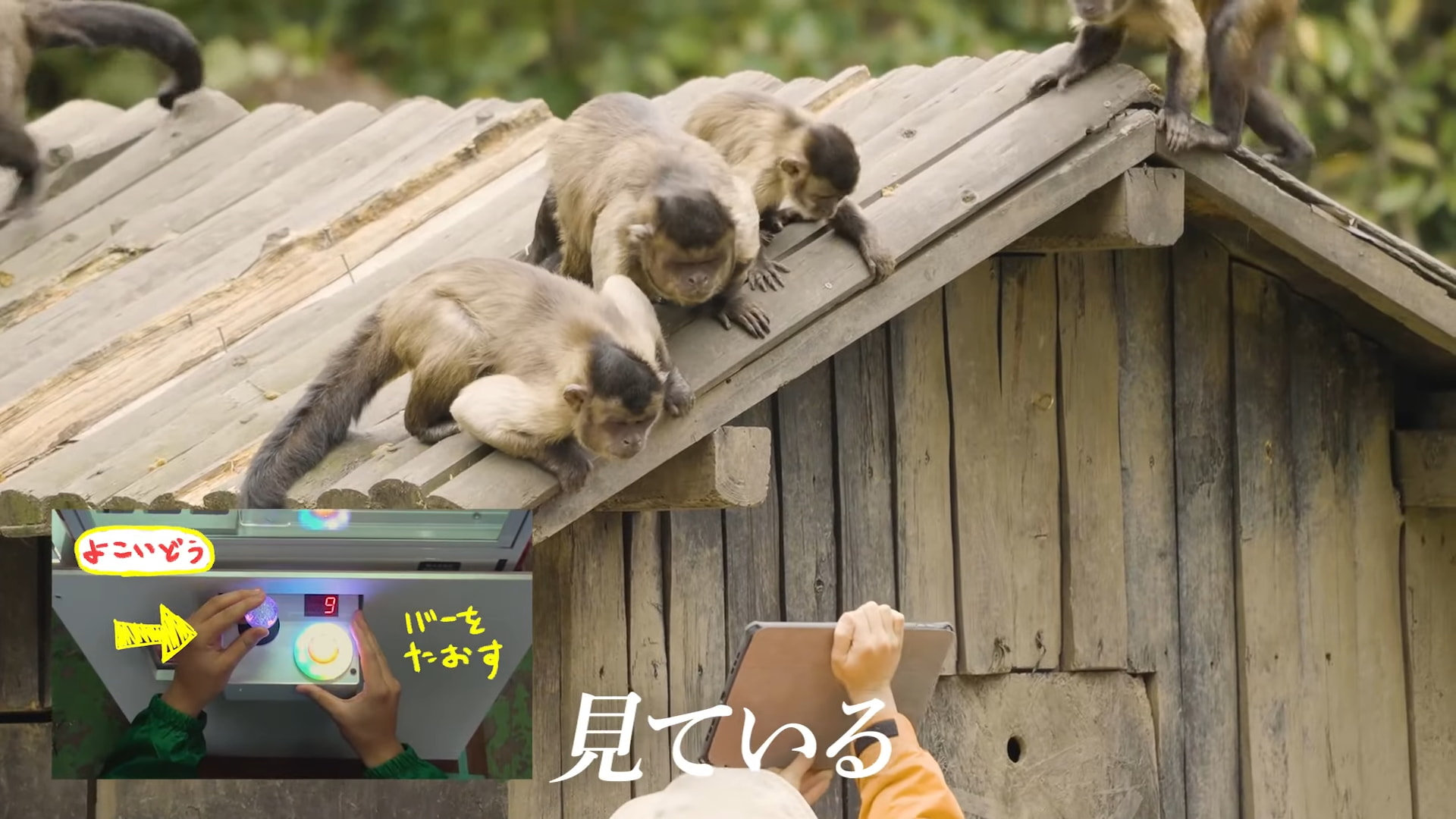 Monkey In Japan Plays The Crane Machine And Actually Wins Raisins