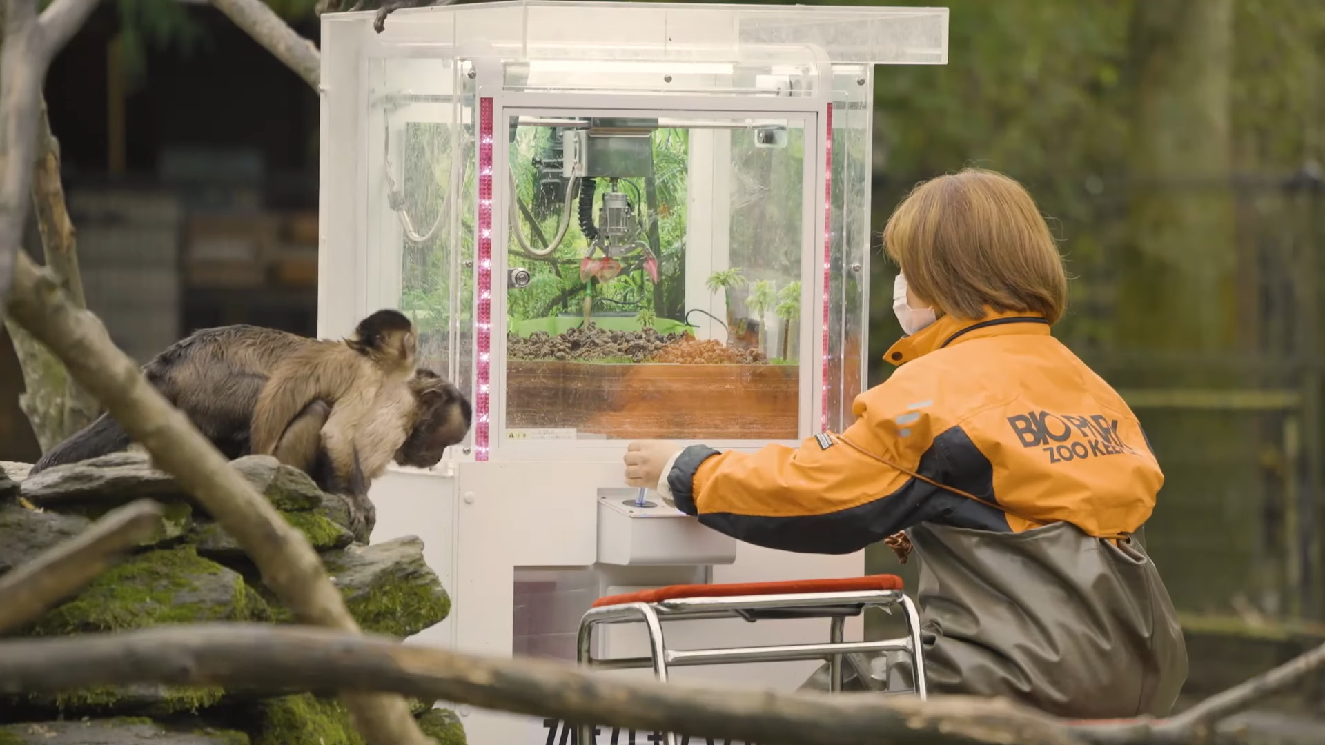 Monkey In Japan Plays The Crane Machine And Actually Wins Raisins