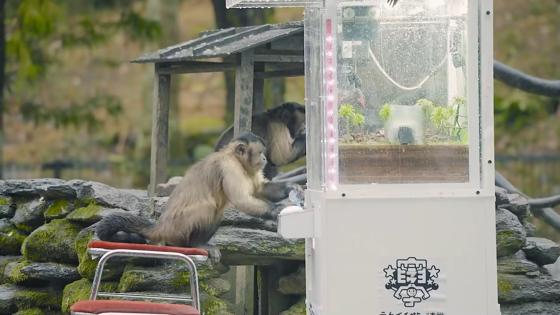 Monkey In Japan Plays The Crane Machine And Actually Wins Raisins