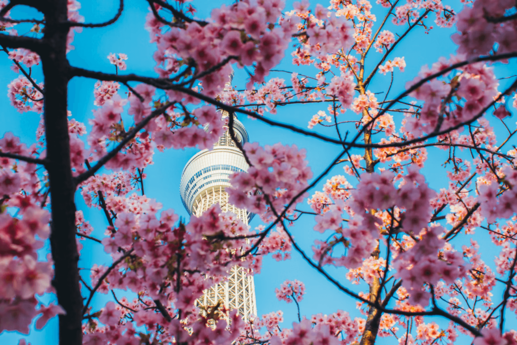 Cherry Blossom Viewing Guide: The Ins & Outs Of Hanami Season