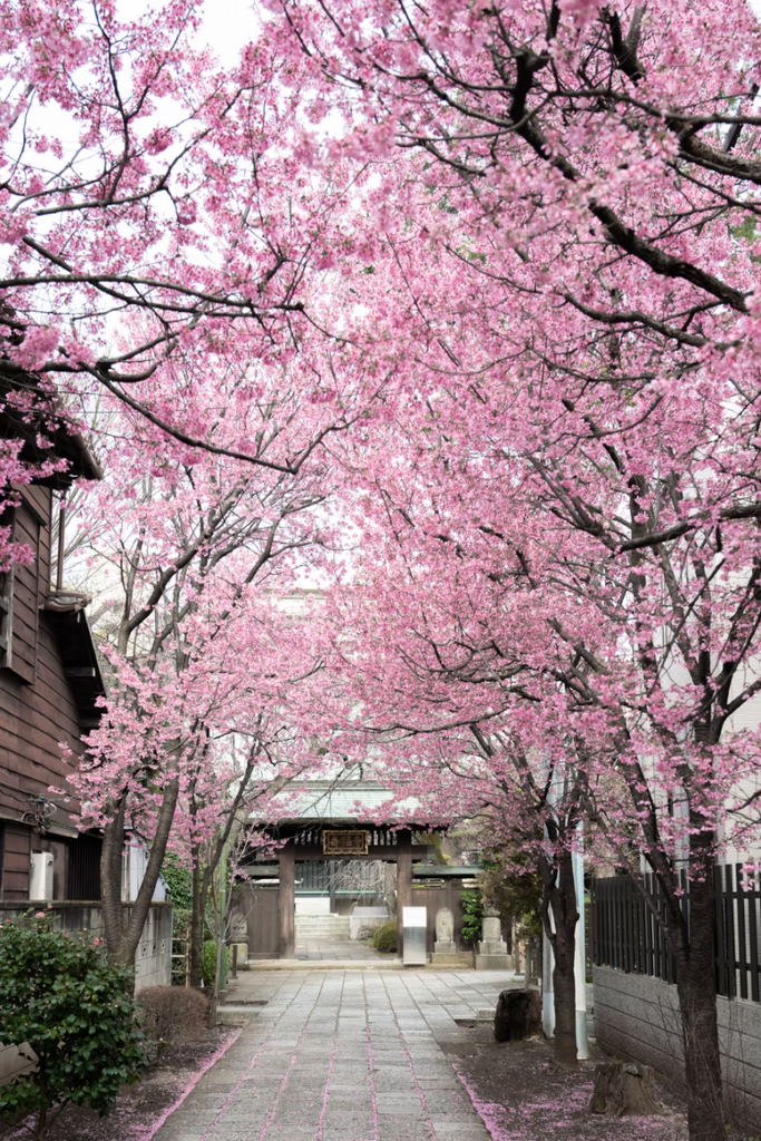 Cherry Blossom Viewing Guide: The Ins & Outs Of Hanami Season