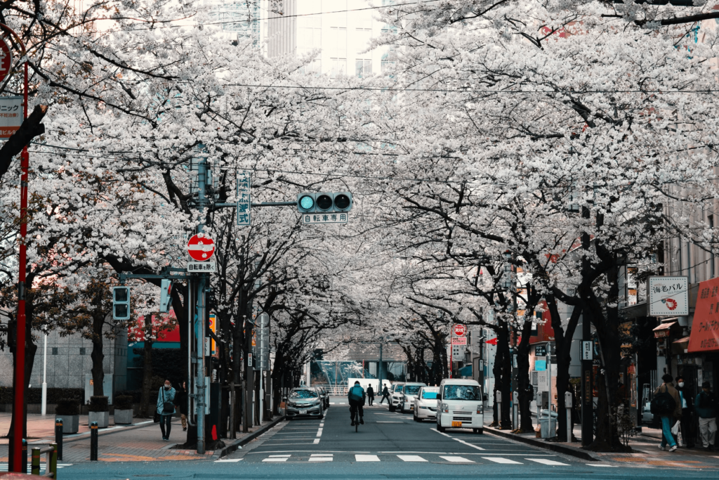 Cherry Blossom Viewing Guide: The Ins & Outs Of Hanami Season