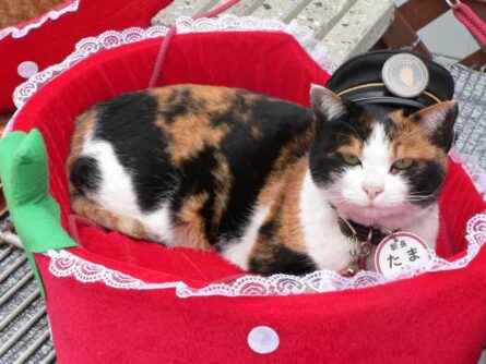 Wakayama Tama Densha Train Line Features A Cat Train Stationmaster