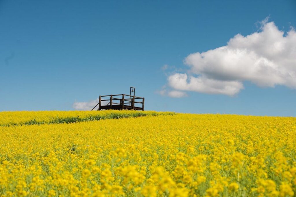 Yakurai Garden: Vast Flower Meadow With A Doraemon's “Anywhere Door”