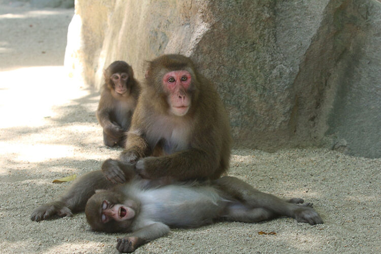 Japan’s 1st Monkey Queen’s Reign Endangered By Mating Season