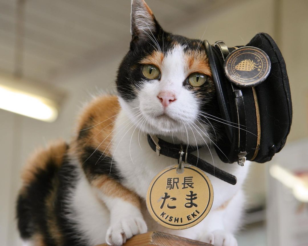 Japanese Cat Stationmaster Nitama Promoted To Tama Shrine Chief Priest