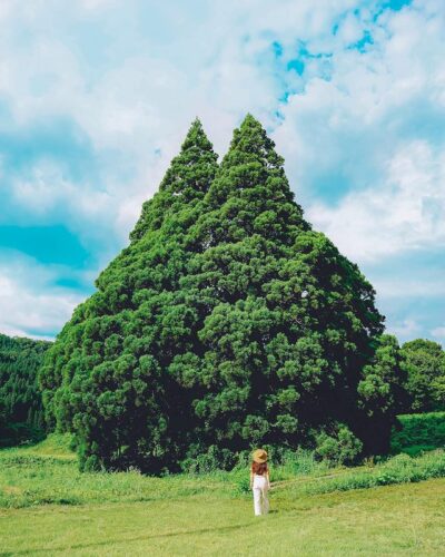 Totoro Tree: 1,000-Year-Old Tree That Looks Just Like The Ghibli Spirit