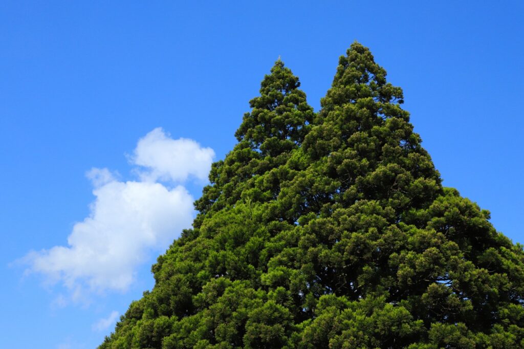 Totoro Tree: 1,000-Year-Old Tree That Looks Just Like The Ghibli Spirit