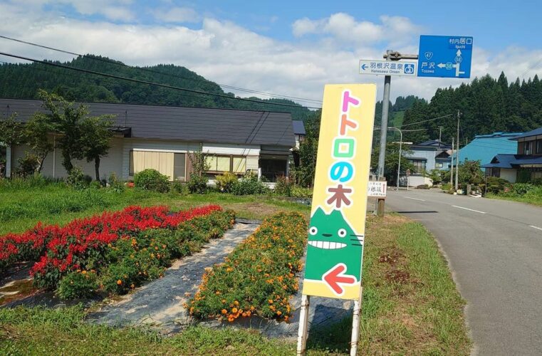 Totoro Tree: 1,000-Year-Old Tree That Looks Just Like The Ghibli Spirit