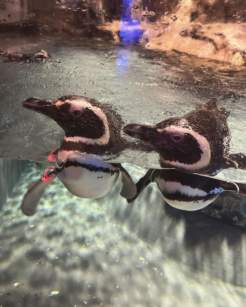 Sumida Aquarium: Penguins With Relationship Charts Updated Annually