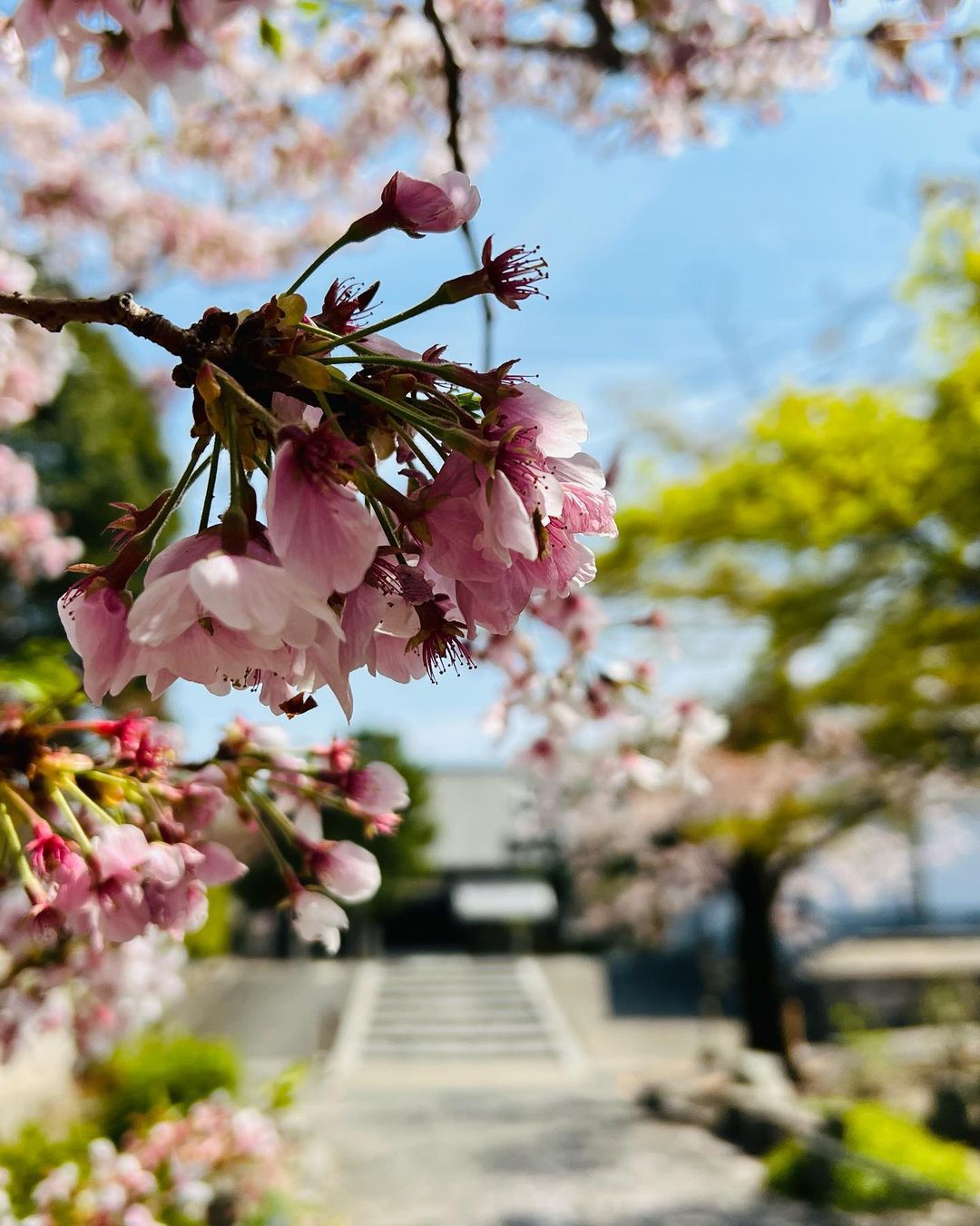 Hyakumanben Chion-Ji: Temple In Kyoto With Monthly Handicraft Market