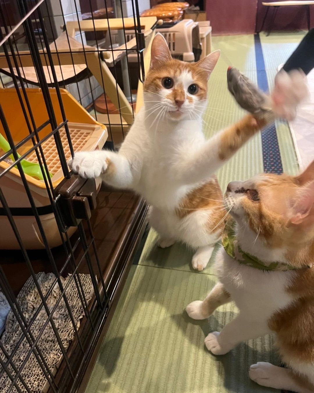 Neko-Yokujo: Bathhouse & Cat Cafe In Osaka To Play & Sleep With Cats