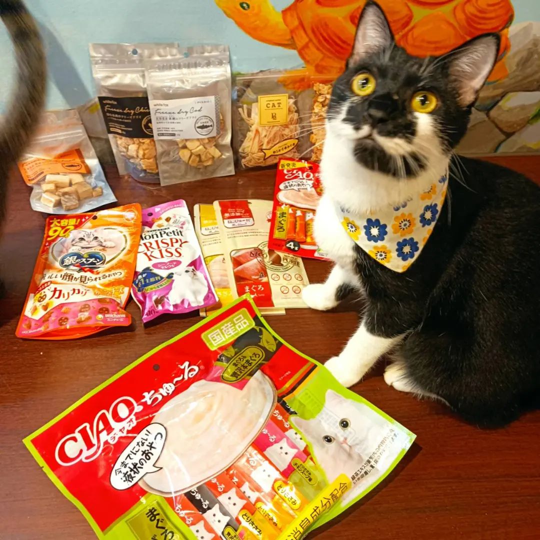 Neko-Yokujo: Bathhouse & Cat Cafe In Osaka To Play & Sleep With Cats