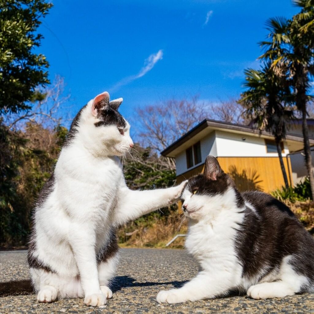 Tashirojima Island: Where Cats Outnumber Humans & Are Revered As Gods