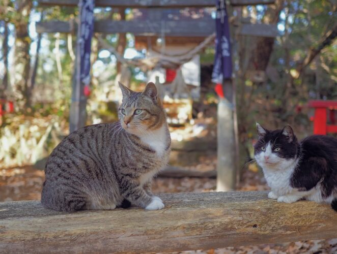 Tashirojima Island: Where Cats Outnumber Humans & Are Revered As Gods
