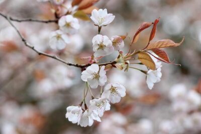 12 Types Of Sakura In Japan, Including Early-Blooming Ones
