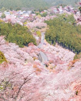 12 Types Of Sakura In Japan, Including Early-Blooming Ones