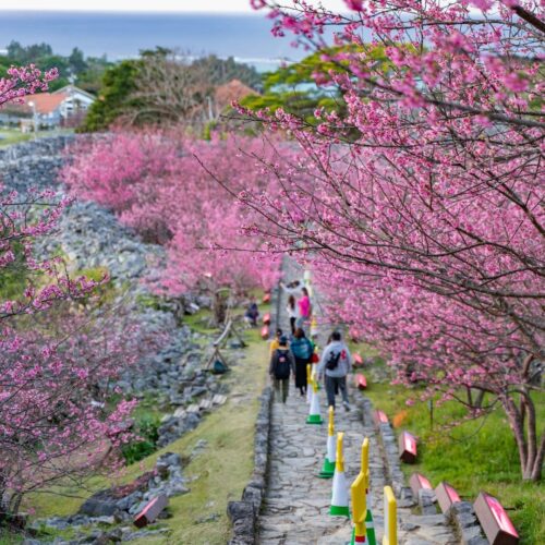 12 Types Of Sakura In Japan, Including Early-Blooming Ones