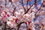12 Types Of Sakura In Japan, Including Early-Blooming Ones