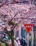 12 Types Of Sakura In Japan, Including Early-Blooming Ones