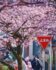 12 Types Of Sakura In Japan, Including Early-Blooming Ones