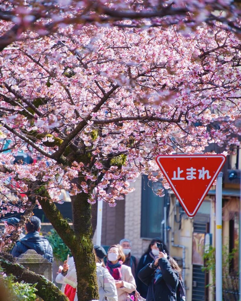 12 Types Of Sakura In Japan, Including Early-Blooming Ones
