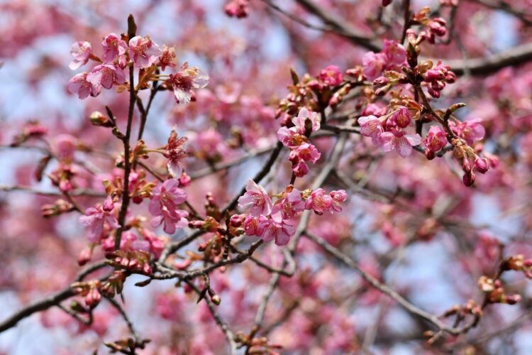 12 Types Of Sakura In Japan, Including Early-Blooming Ones