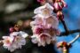12 Types Of Sakura In Japan, Including Early-Blooming Ones