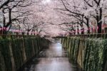 12 Types Of Sakura In Japan, Including Early-Blooming Ones