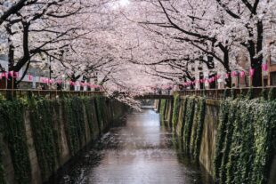 12 Types Of Sakura In Japan, Including Early-Blooming Ones