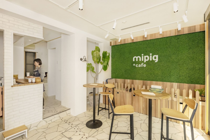 Mipig Cafe: Micro Pig Cafe That Lets You Cuddle With Adorable Pigs