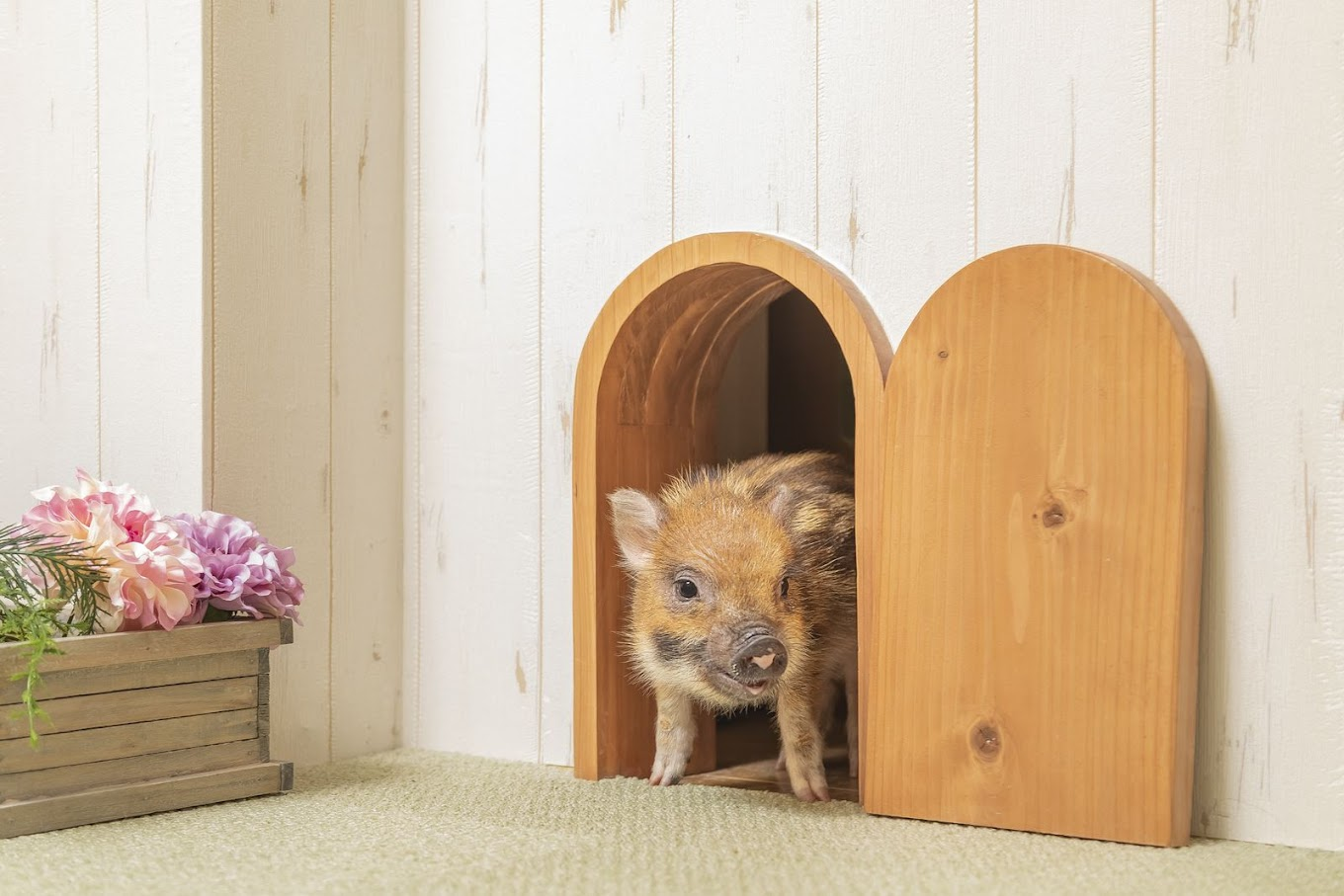Mipig Cafe: Micro Pig Cafe That Lets You Cuddle With Adorable Pigs