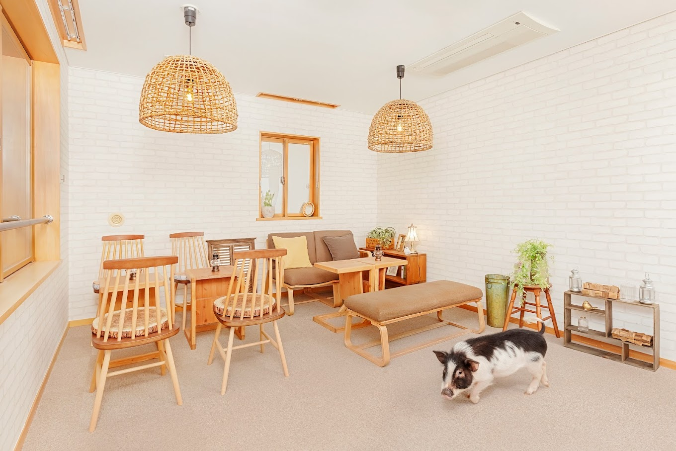 Mipig Cafe: Micro Pig Cafe That Lets You Cuddle With Adorable Pigs